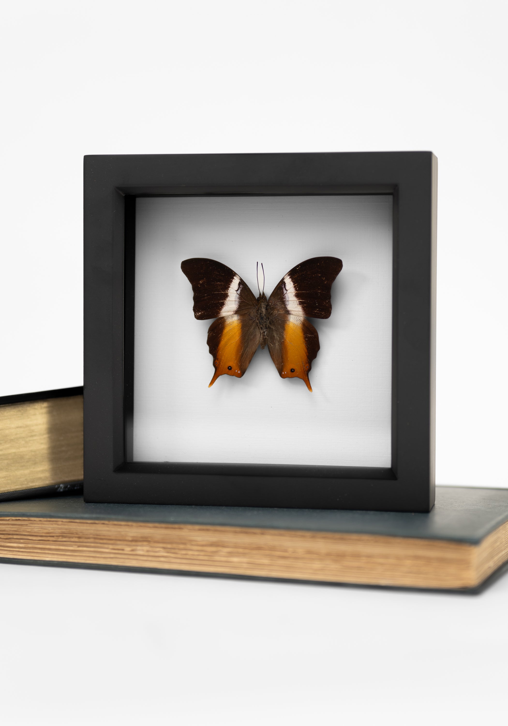 Black Framed Ussher's Palla Butterfly | Bug Under Glass – December Thieves