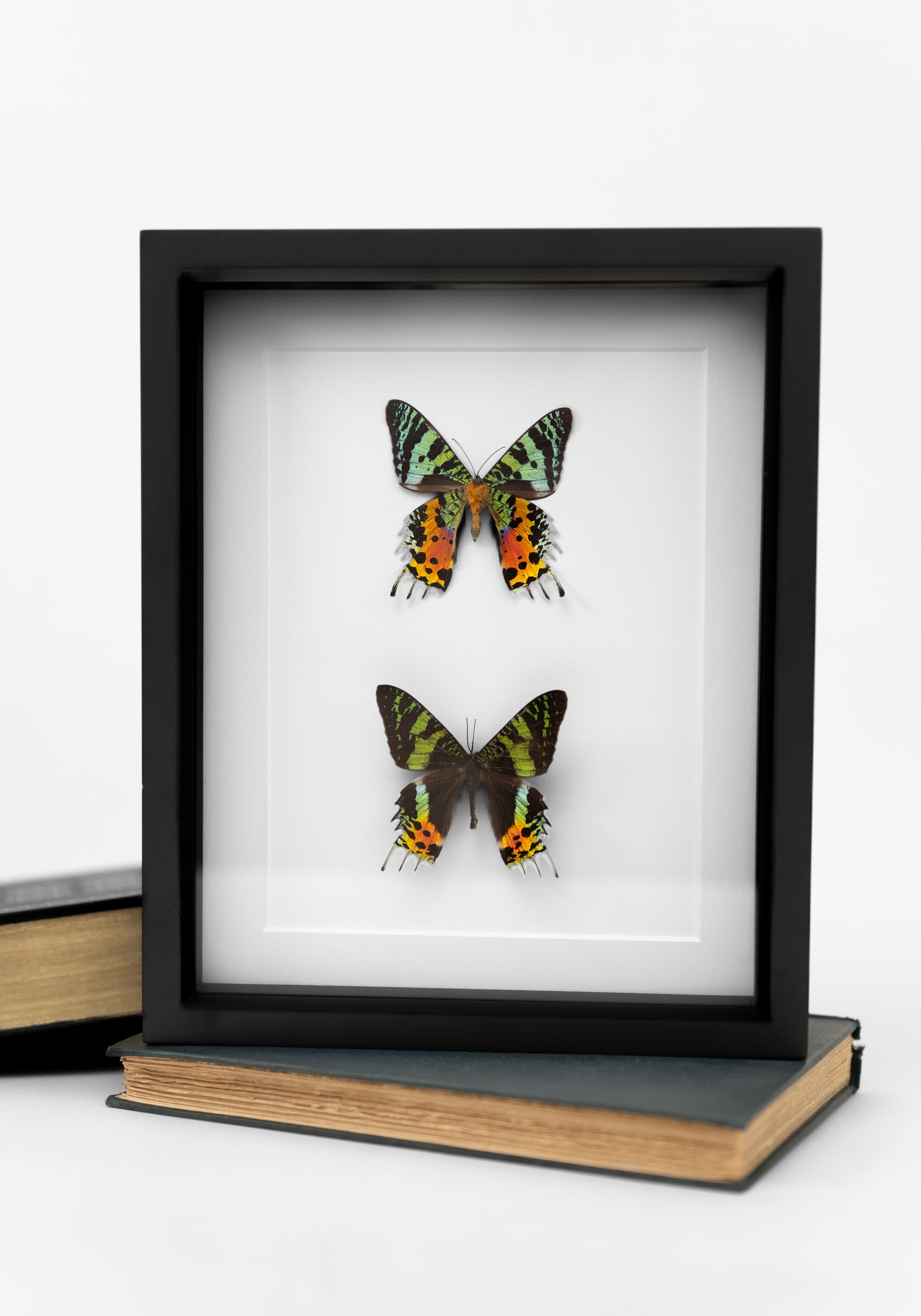 Black Framed Sunset Moth Collection | Bug Under Glass – December Thieves